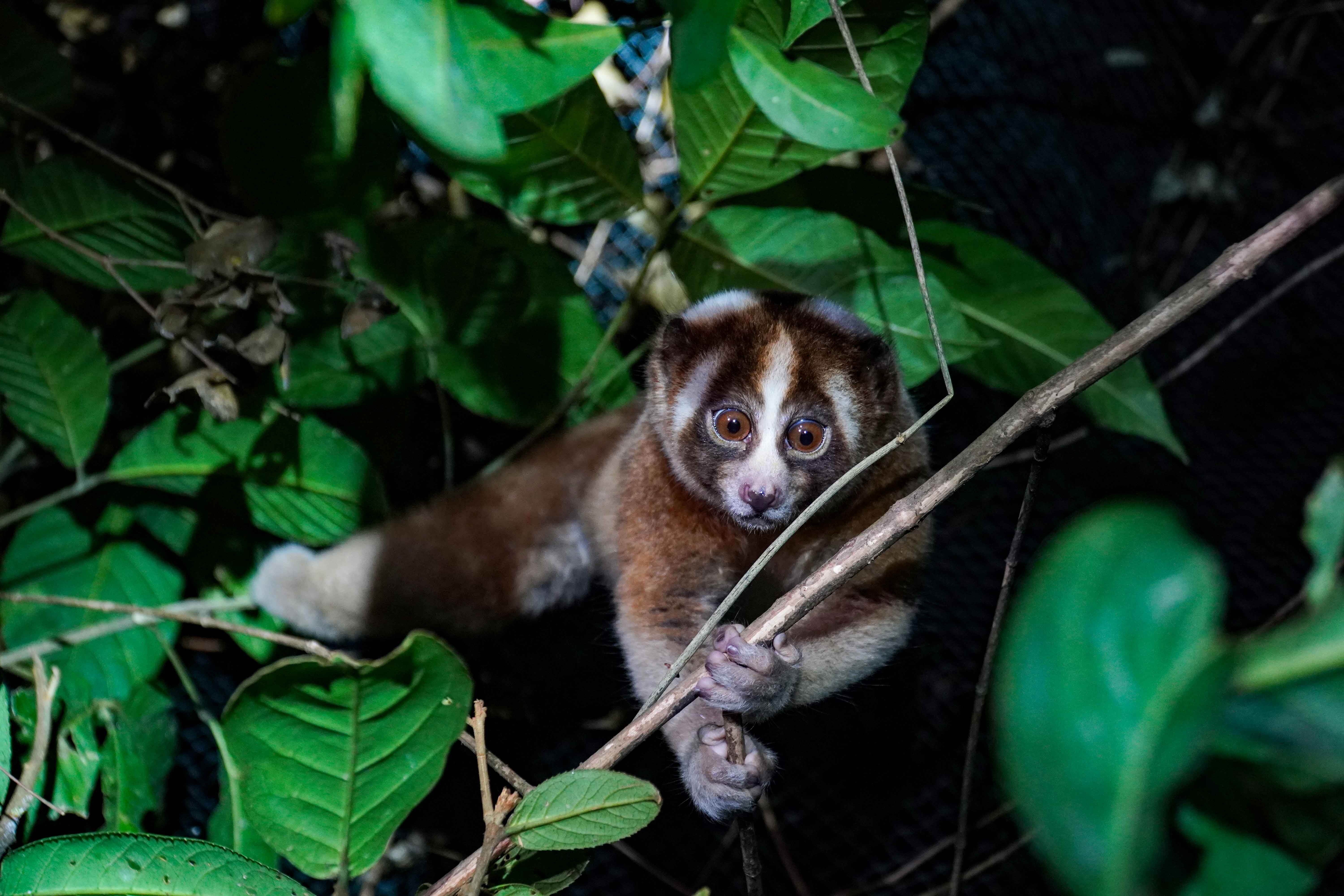 Rabies Meningkat? Ini 5 Fakta yang Perlu Kamu Ketahui Terkait Zoonosis ...