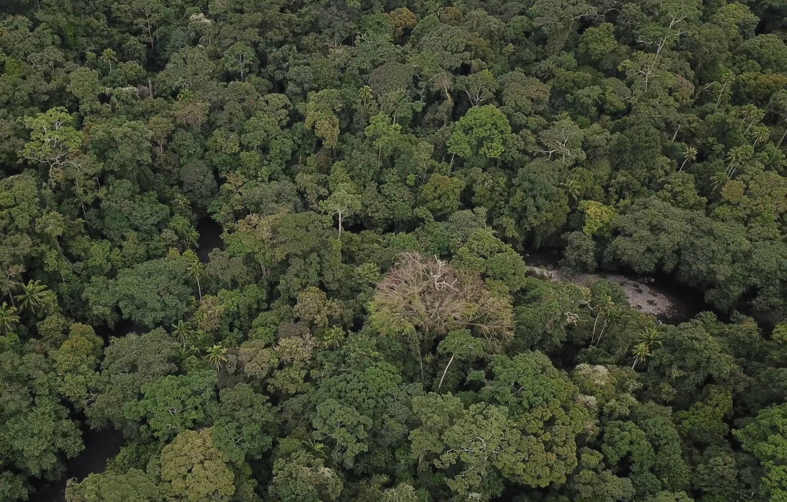 Jenis-jenis Hutan Berikut Ini Bikin Kamu Jadi Pengen Keliling Dunia ...
