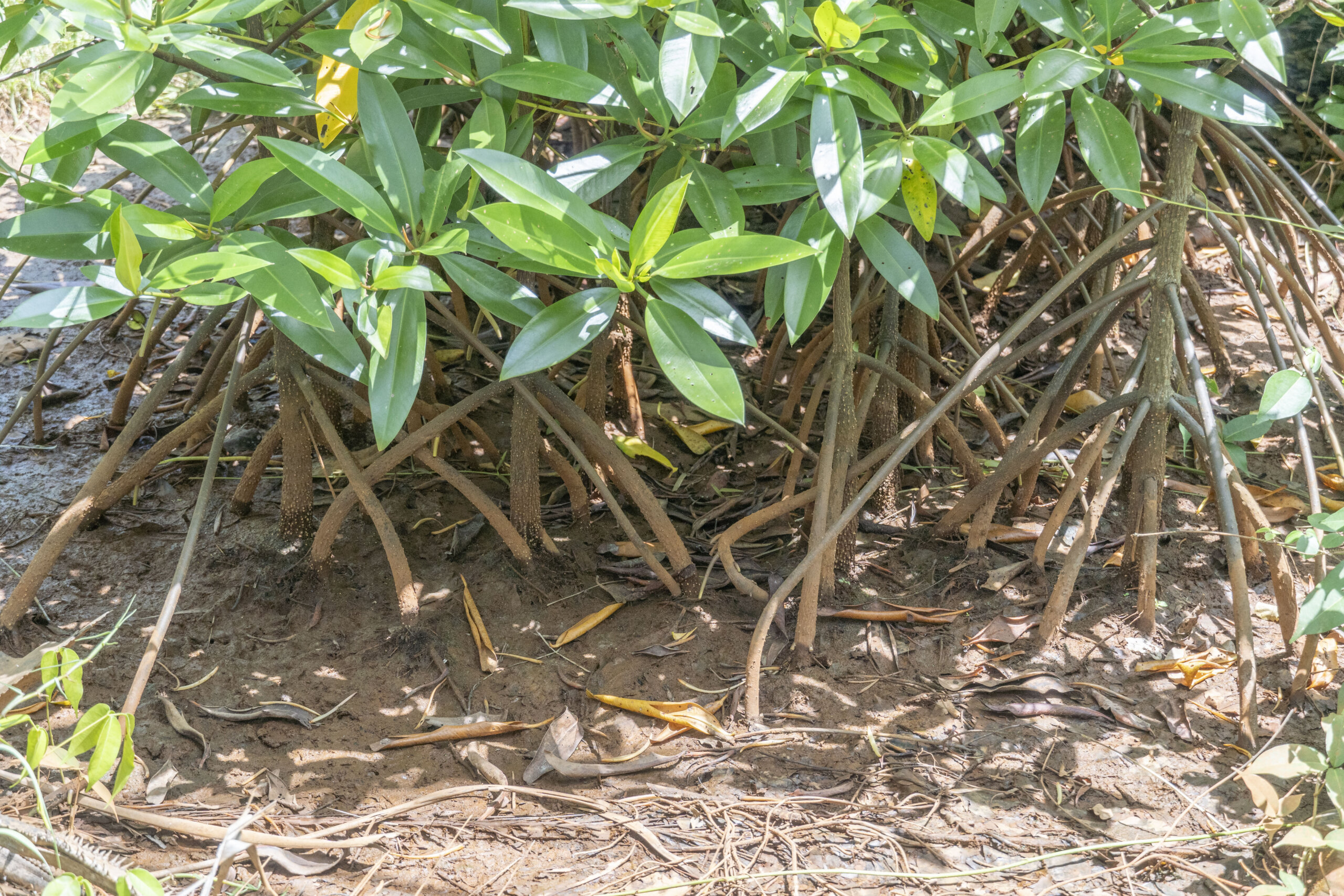 5 Fakta Tentang Pentingnya Mangrove yang Harus Kalian Ketahui - Yayasan ...