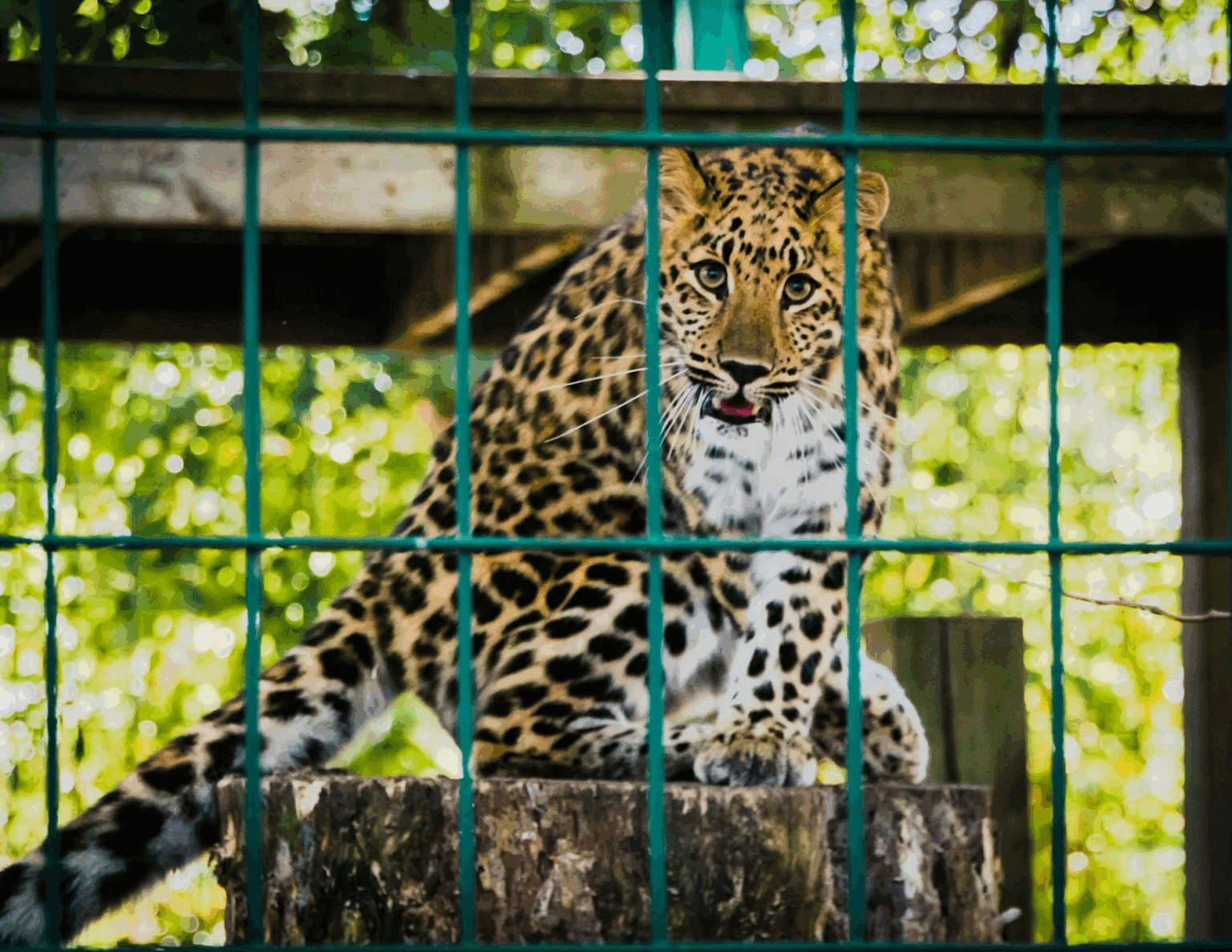 Mengenal Macan Tutul Jawa: Sebaran, Ciri, Perilaku, dan Ancaman ...