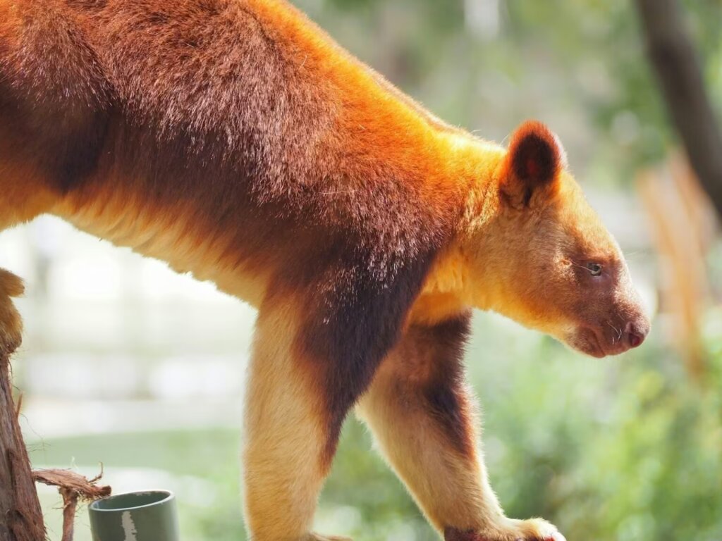 11 Fakta Kanguru Pohon, Satwa Unik Asli Papua - Yayasan IAR Indonesia