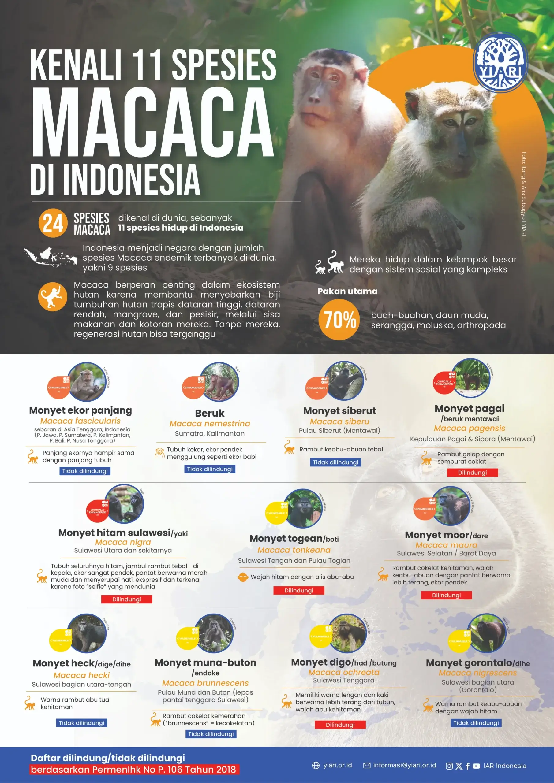 Infografis Macaca Indonesia - Yayasan IAR Indonesia