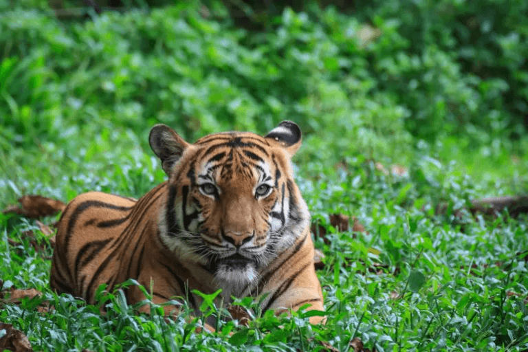 10 Fakta Menarik Harimau Malaya, Satwa Ikonik Malaysia - Yayasan IAR ...