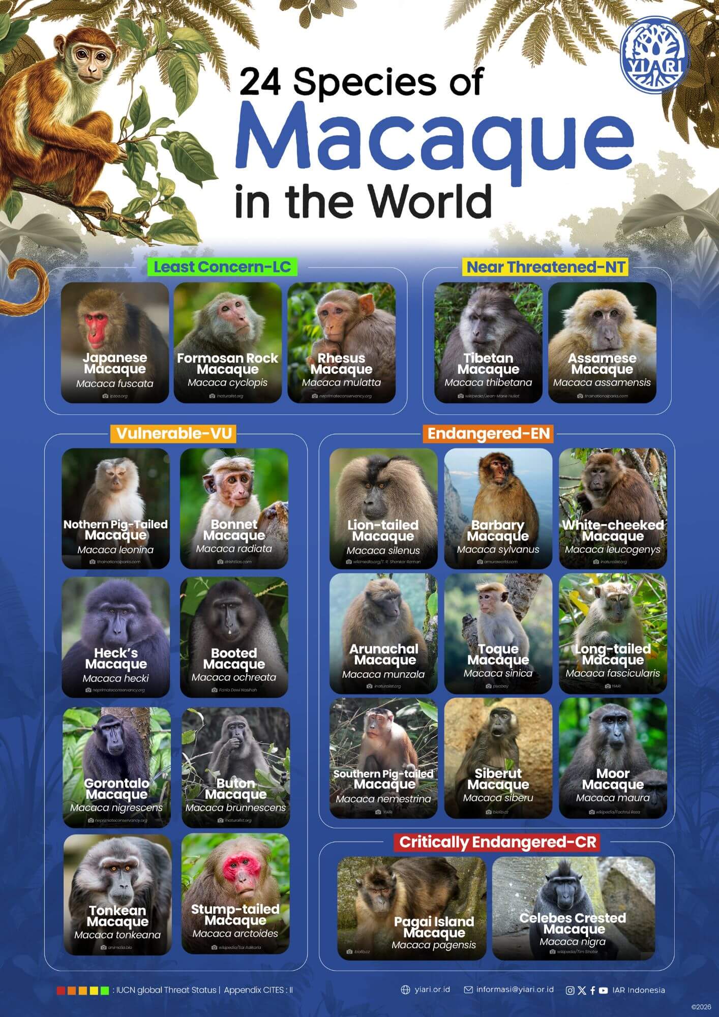 24 Species of Macaque in the World - Yayasan IAR Indonesia