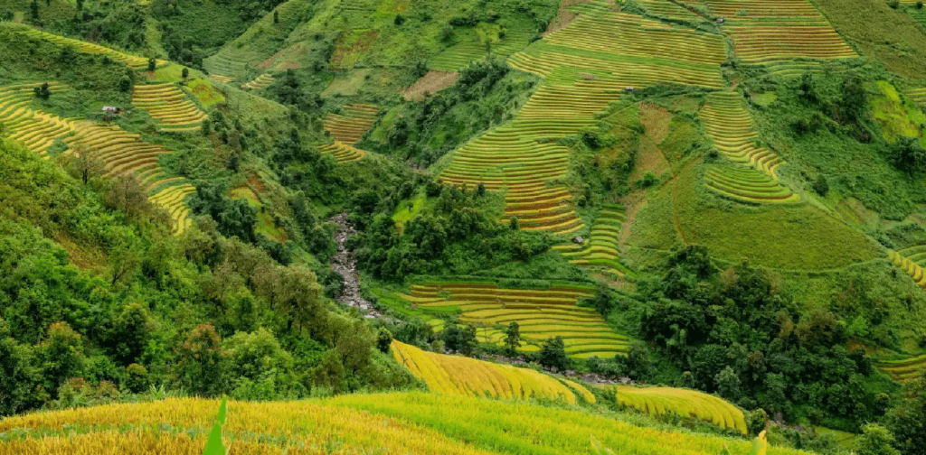 Wanatani: Sistem Pertanian Ramah Lingkungan di Tengah Hutan - Yayasan ...